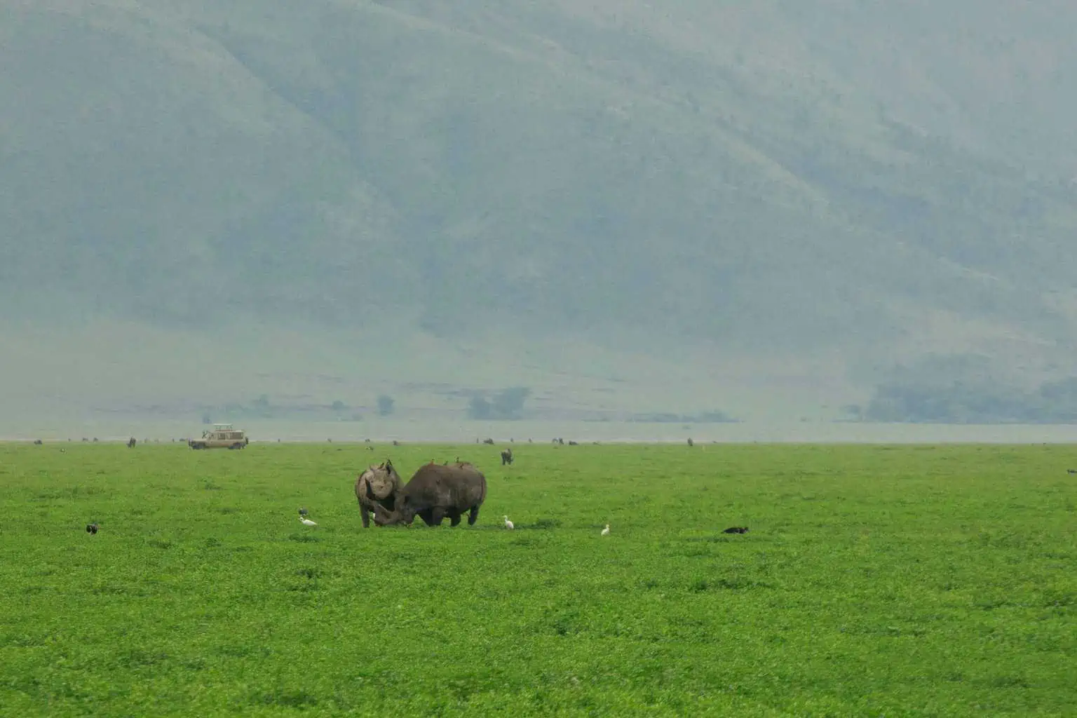 Rhinos Chasing Hyenas in Ngorongoro
