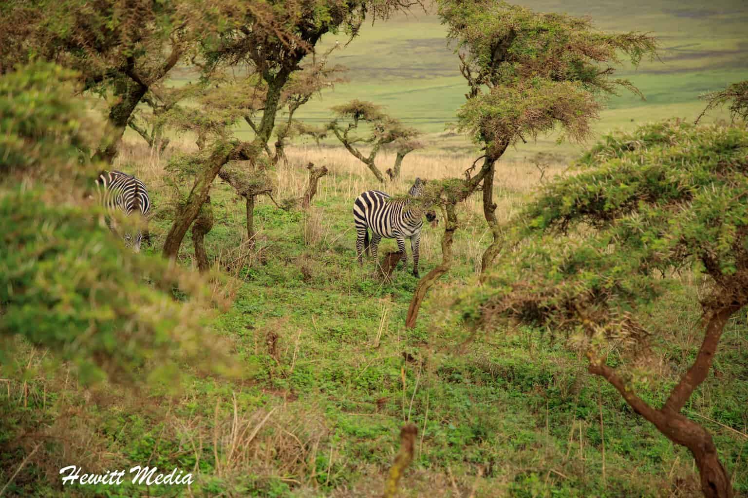 Everything You Need to Know to Visit Ngorongoro Crater Safari Guide