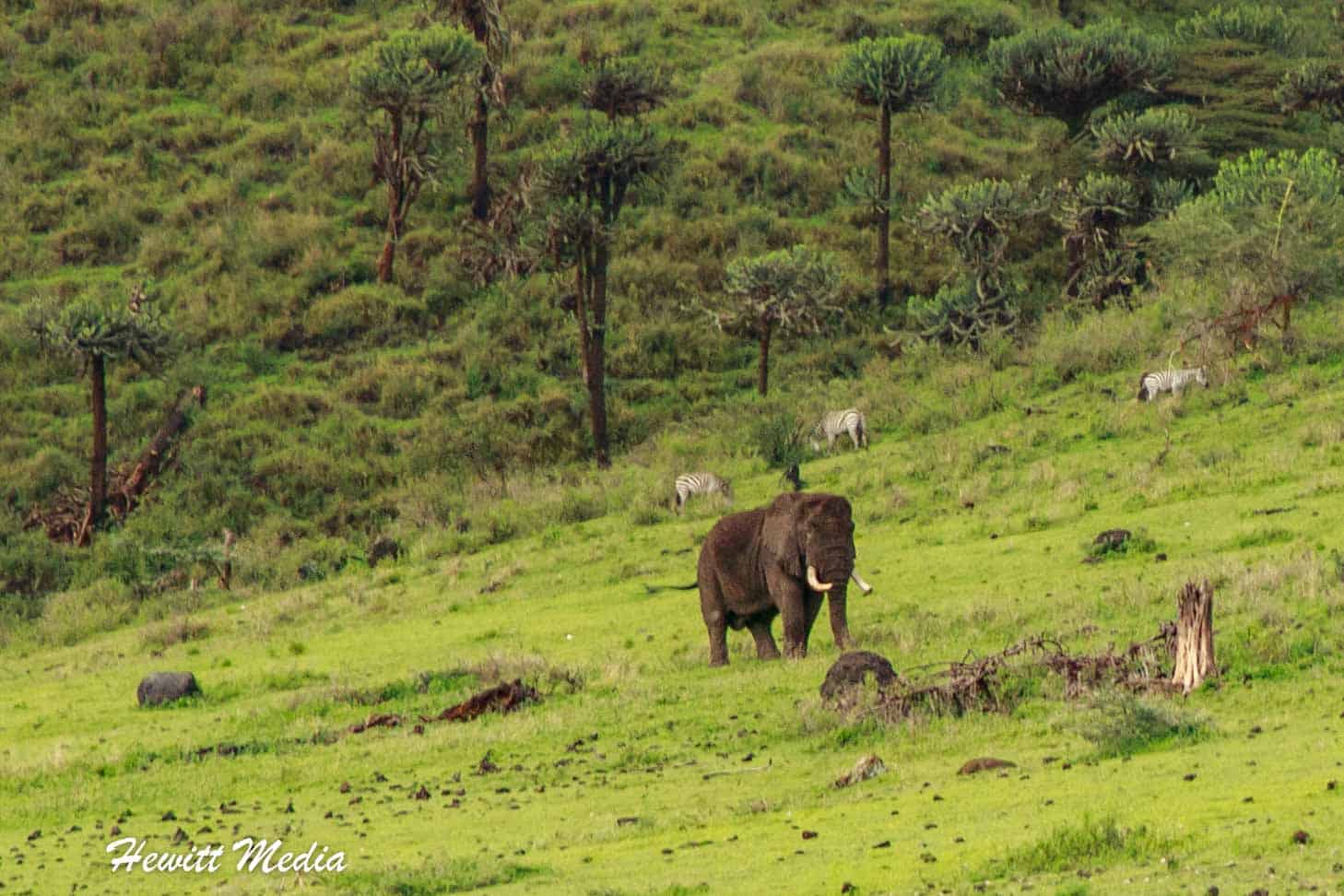 Everything You Need to Know to Visit Ngorongoro Crater Safari Guide