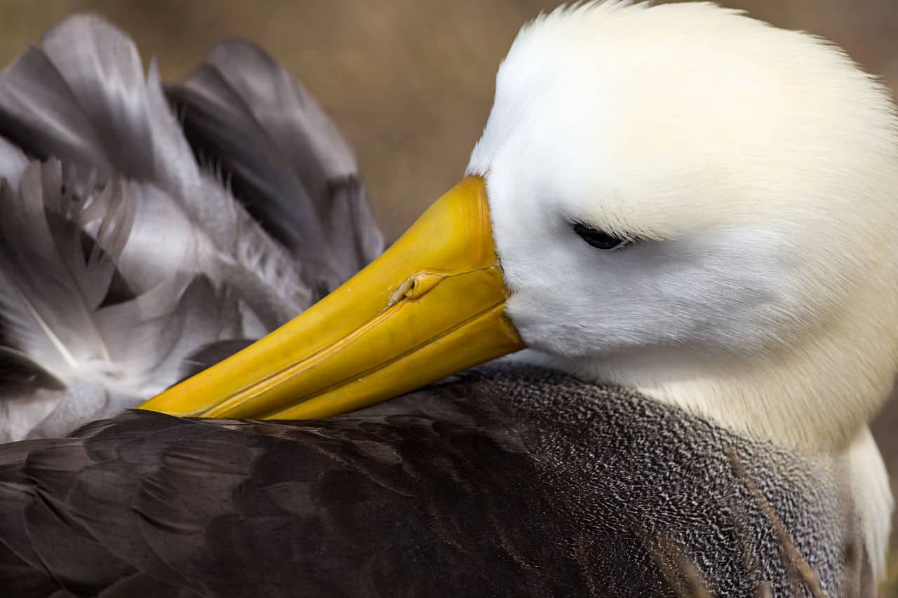 The Ultimate Galápagos Islands Wildlife Guide