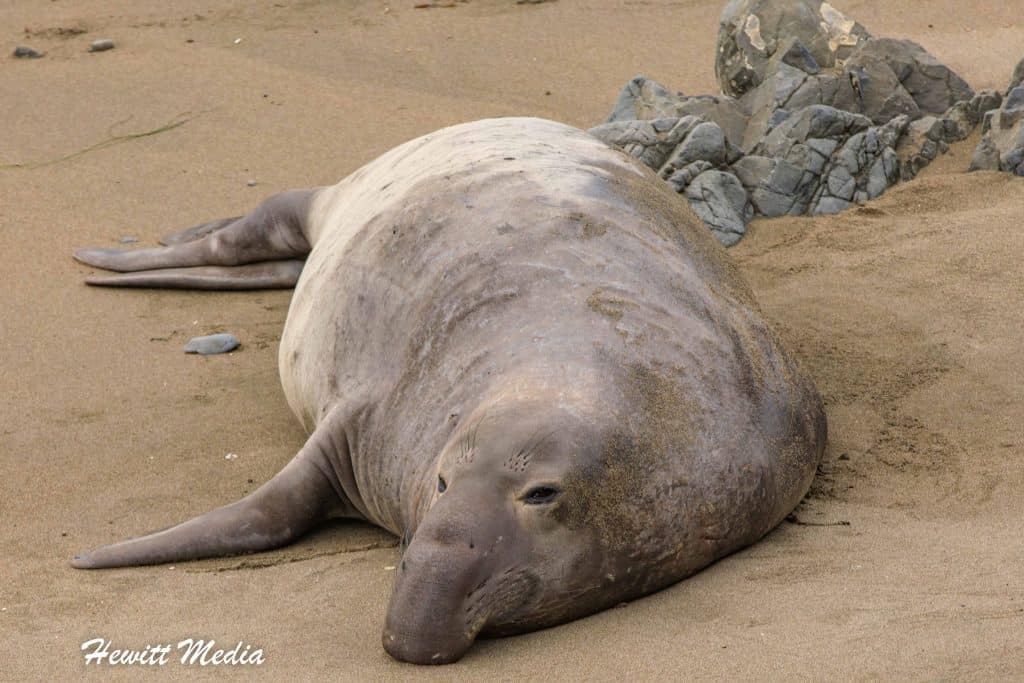 Ultimate Guide to Viewing Northern Elephant Seals in California
