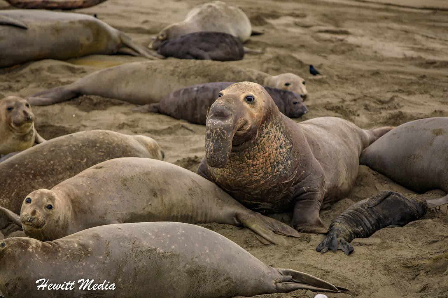 Ultimate Guide to Viewing Northern Elephant Seals in California