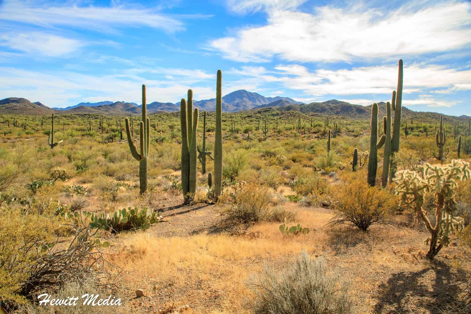 An All You Need Saguaro National Park Guide