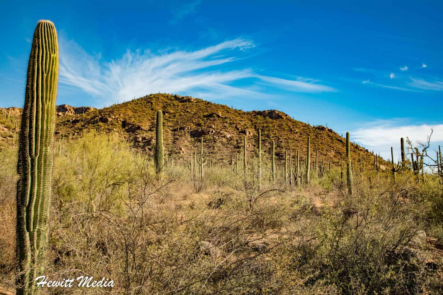 An All You Need Saguaro National Park Guide