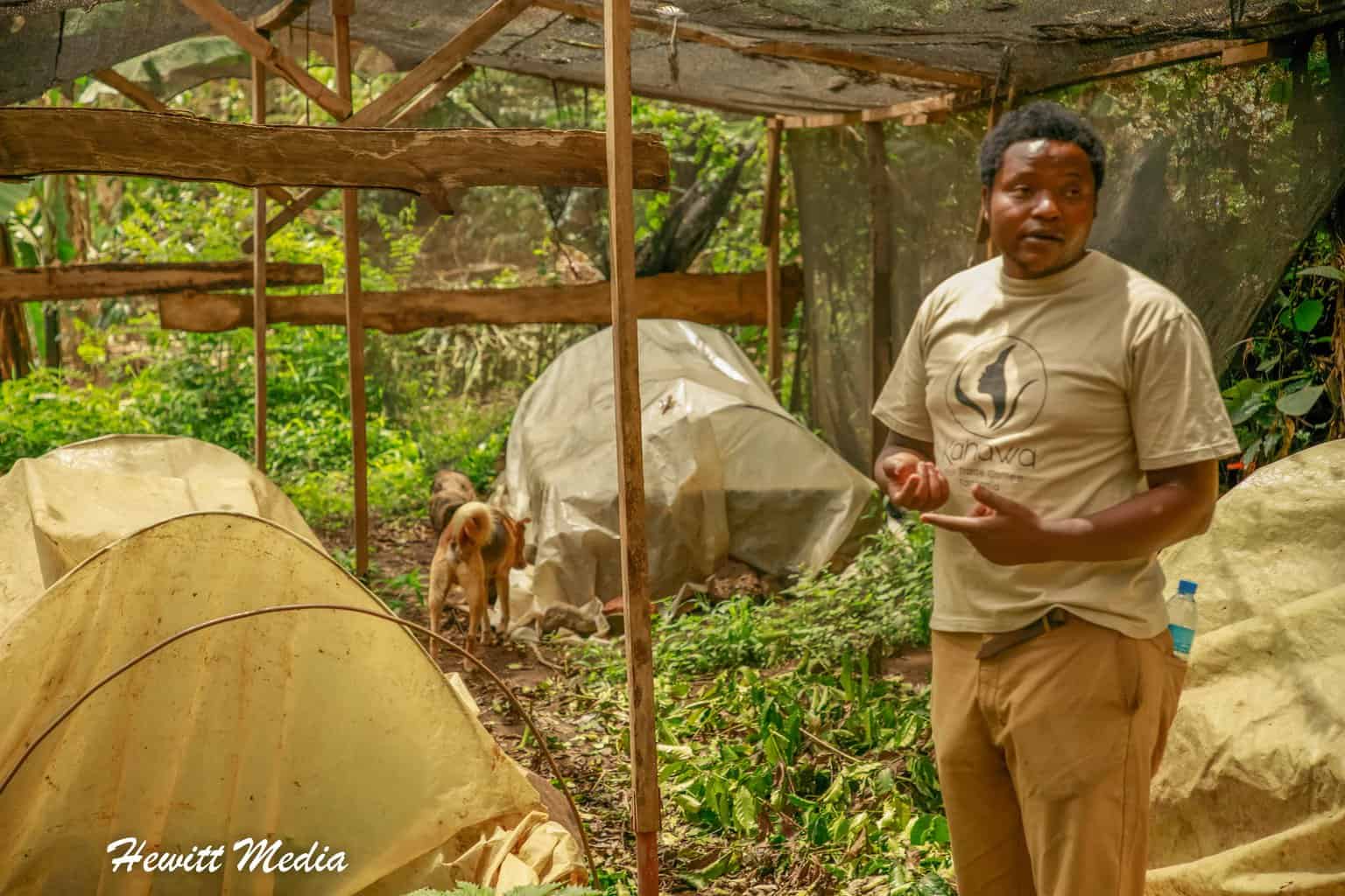 How to Take an Incredible Kahawa Coffee Tour in Tanzania