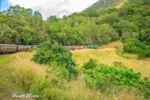 The Complete Kuranda Rainforest Guide for Visitors