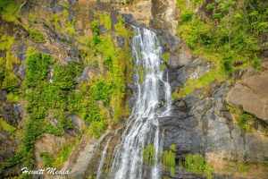 The Complete Kuranda Rainforest Guide for Visitors