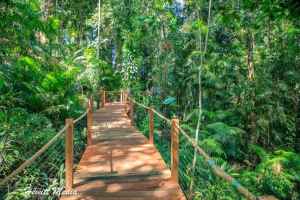 The Complete Kuranda Rainforest Guide for Visitors