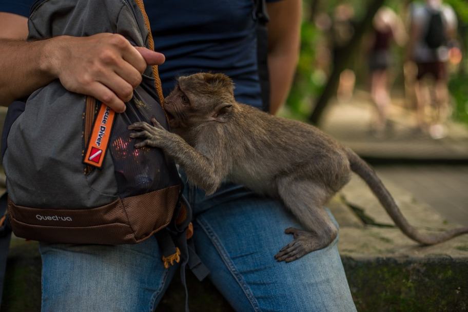 Rabies Vaccination for Travel - Wanderlust Travel and Photos Blog