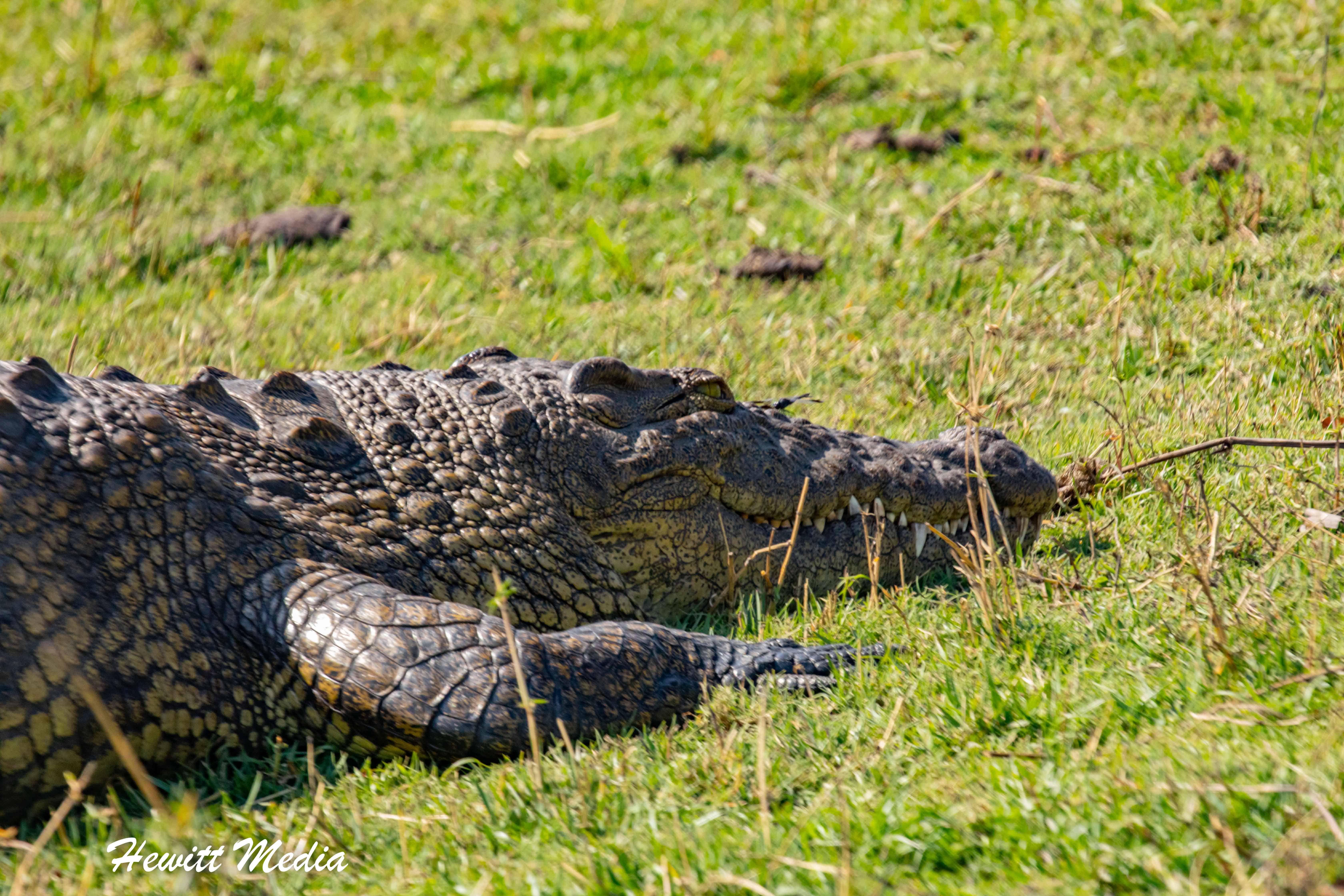 The Ultimate Chobe National Park Safari Guide