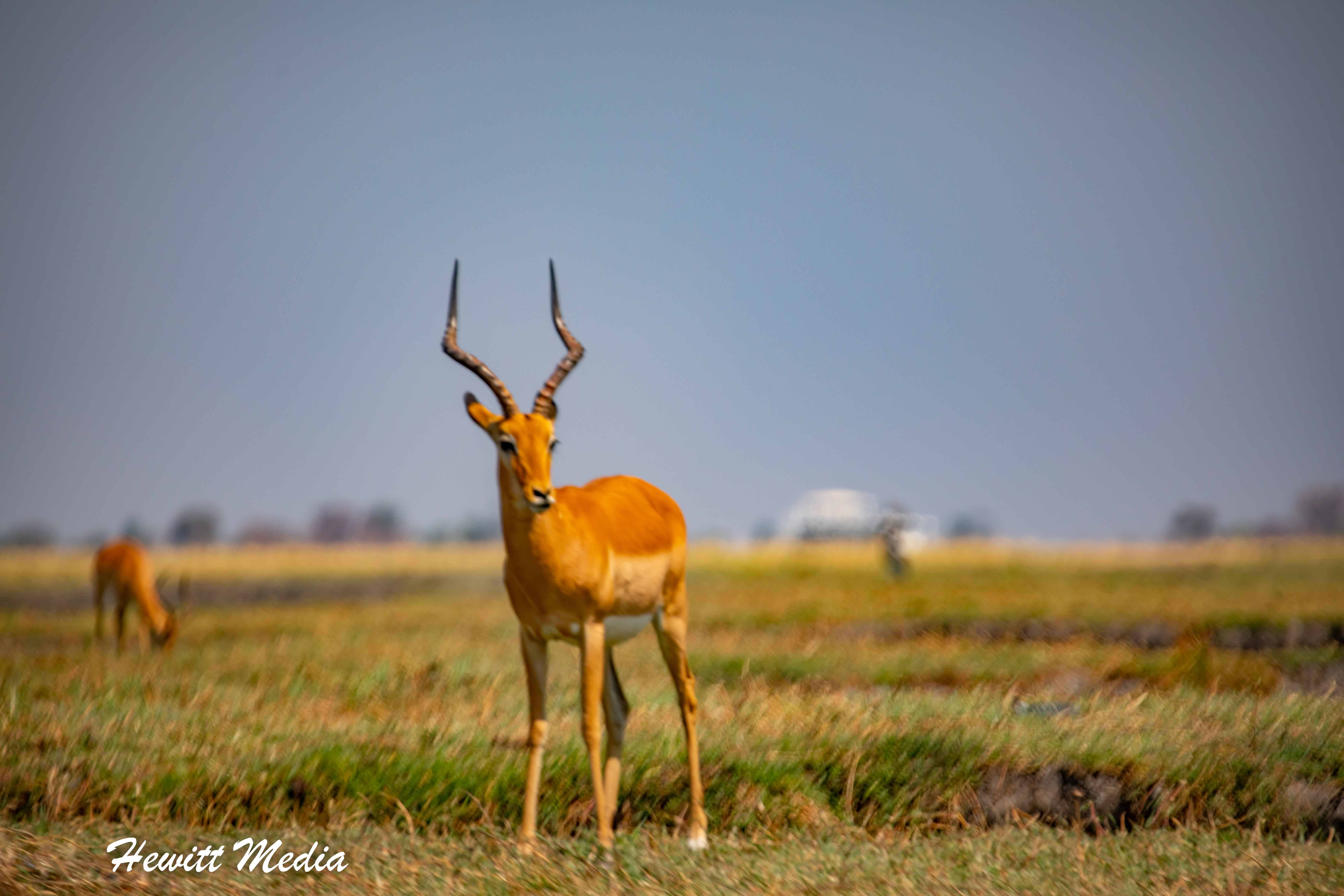 The Ultimate Chobe National Park Safari Guide