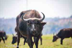 The Ultimate Chobe National Park Safari Guide