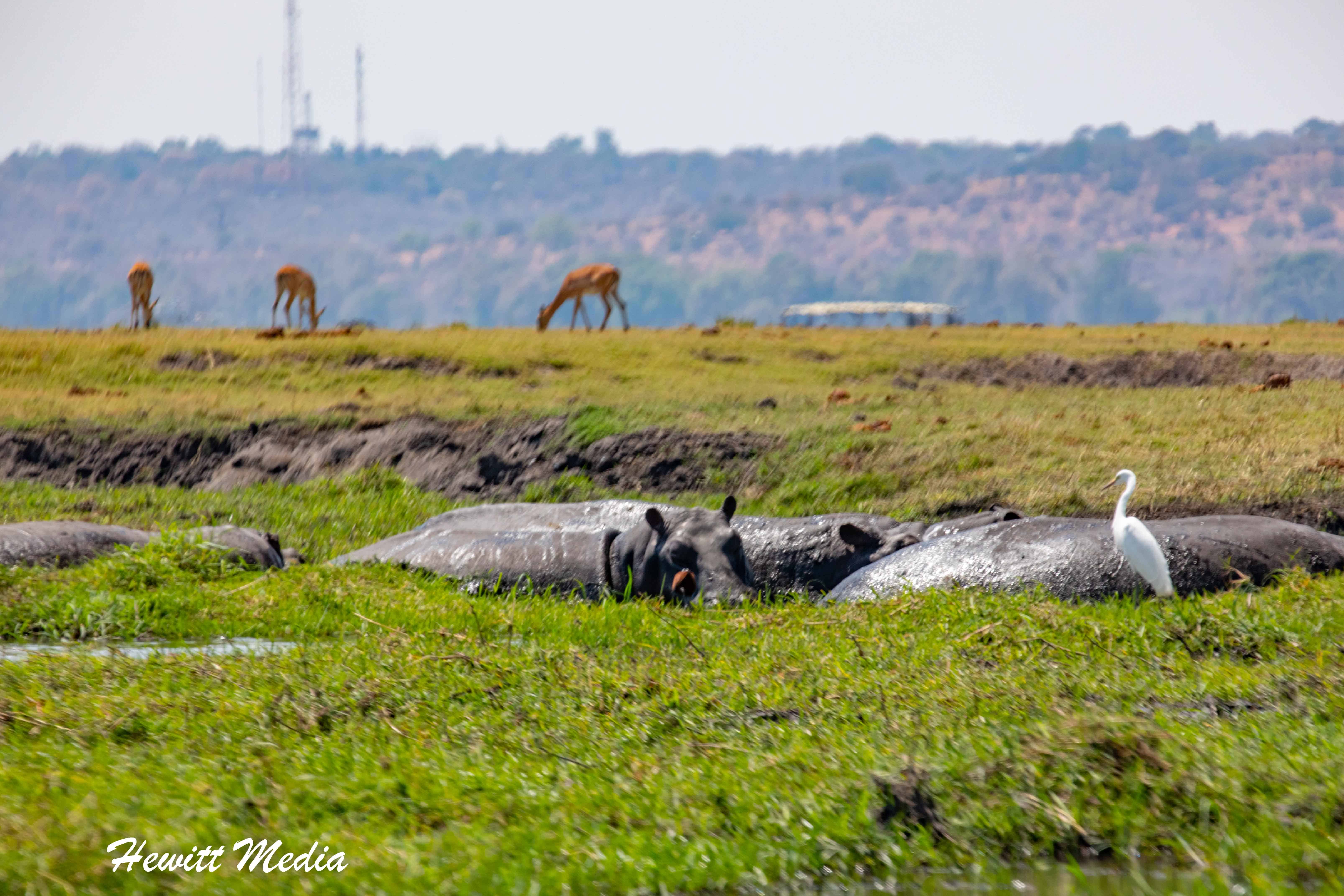 The Ultimate Chobe National Park Safari Guide