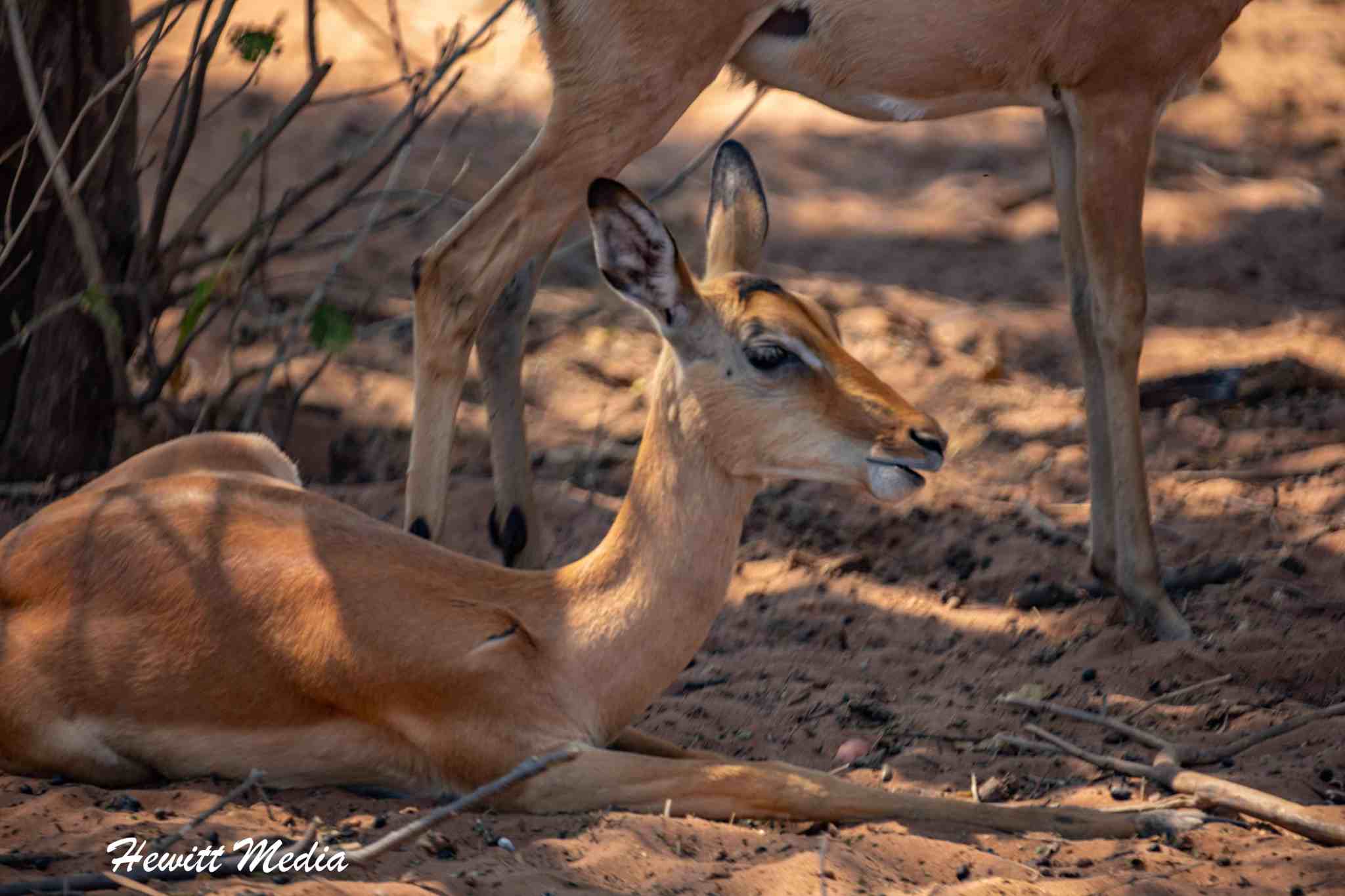 The Ultimate Chobe National Park Safari Guide