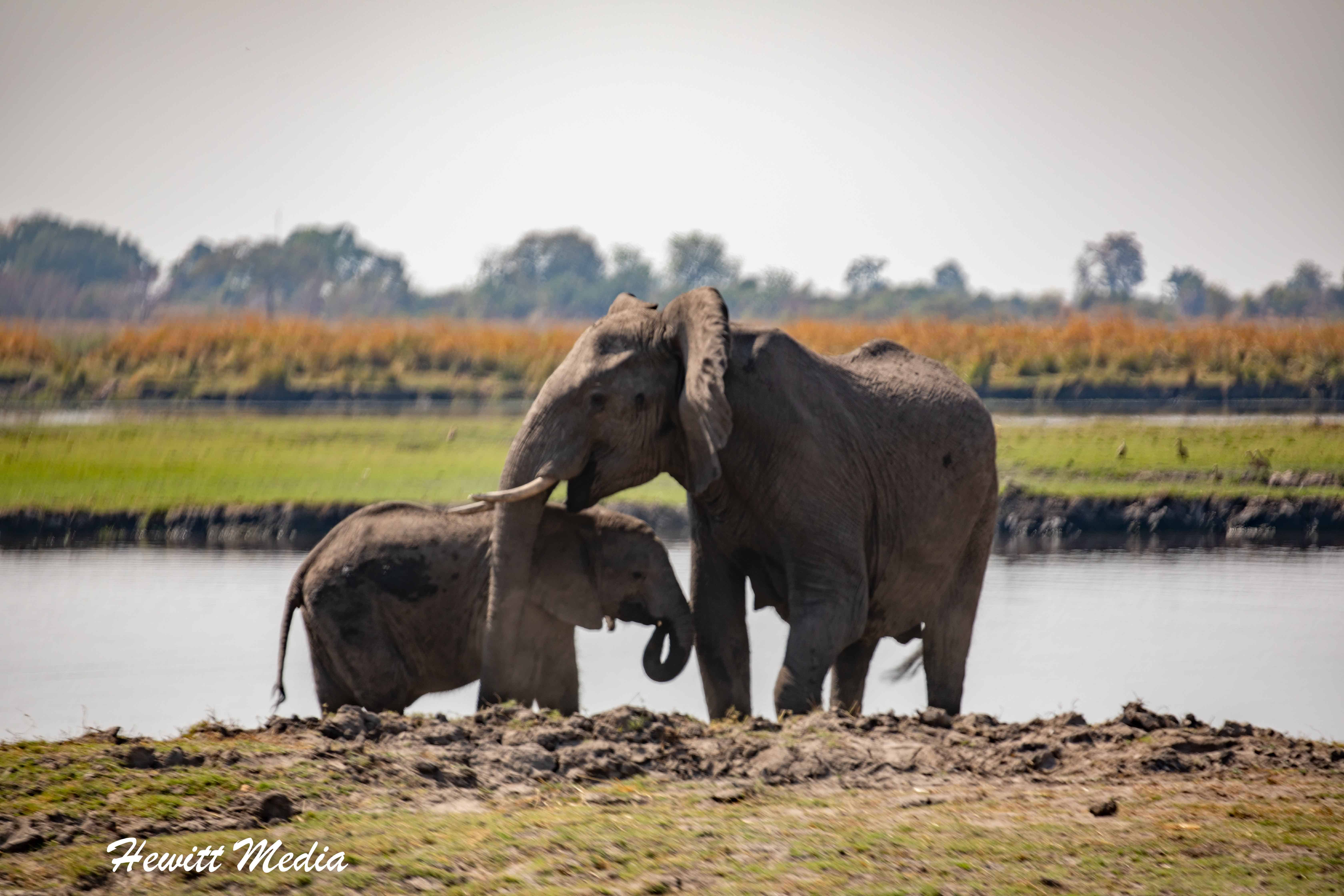 The Ultimate Chobe National Park Safari Guide
