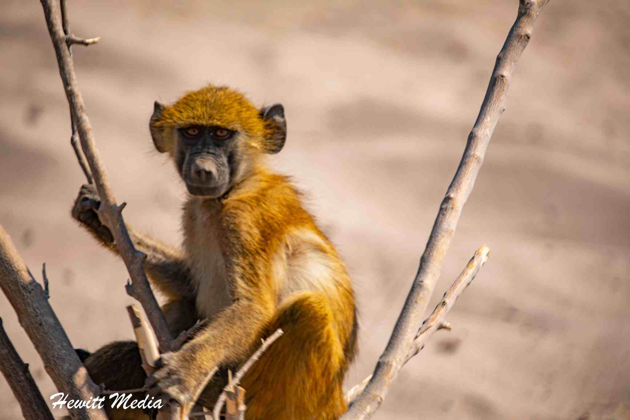 The Ultimate Chobe National Park Safari Guide