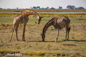 The Ultimate Chobe National Park Safari Guide