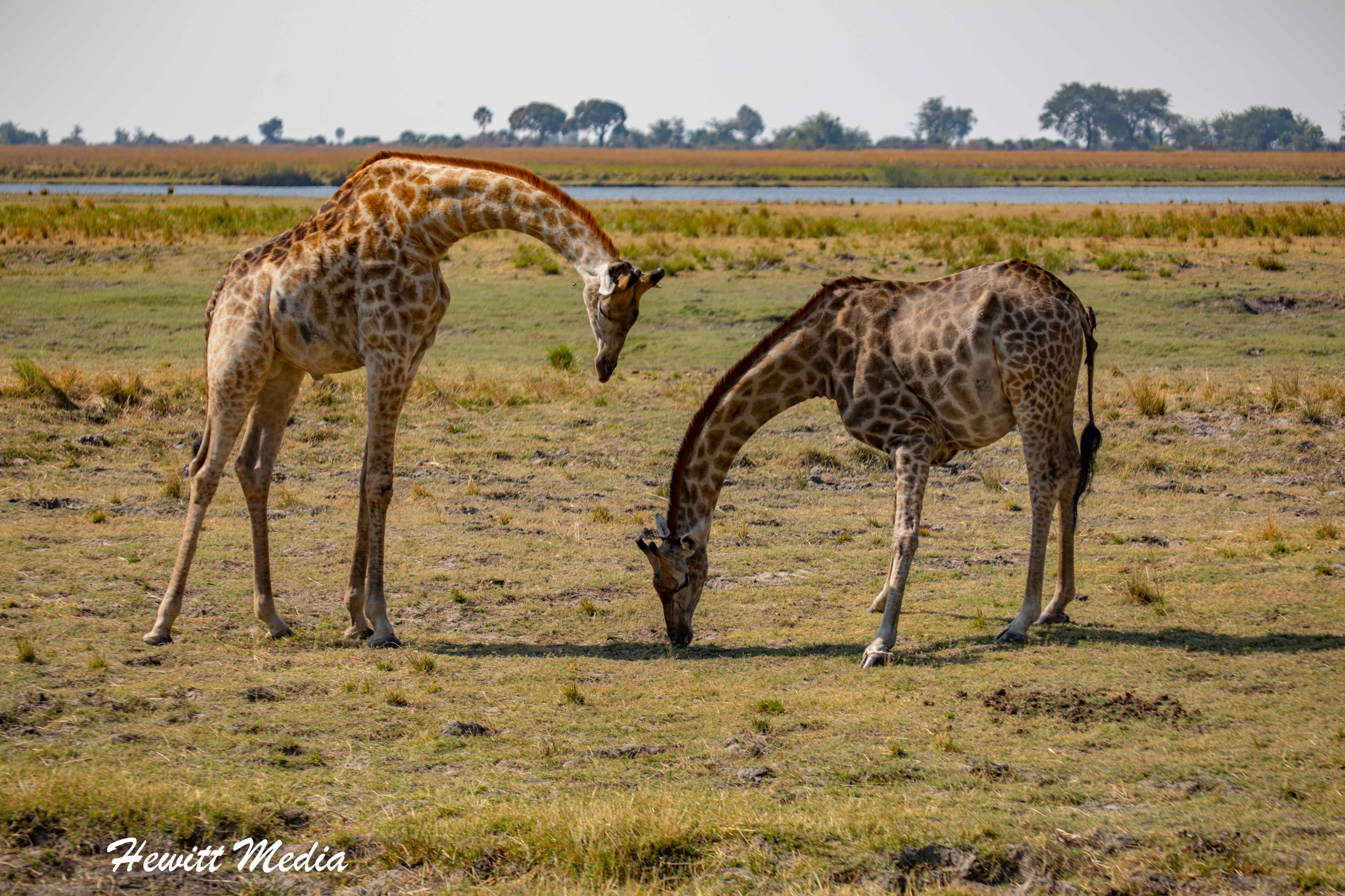 The Ultimate Chobe National Park Safari Guide