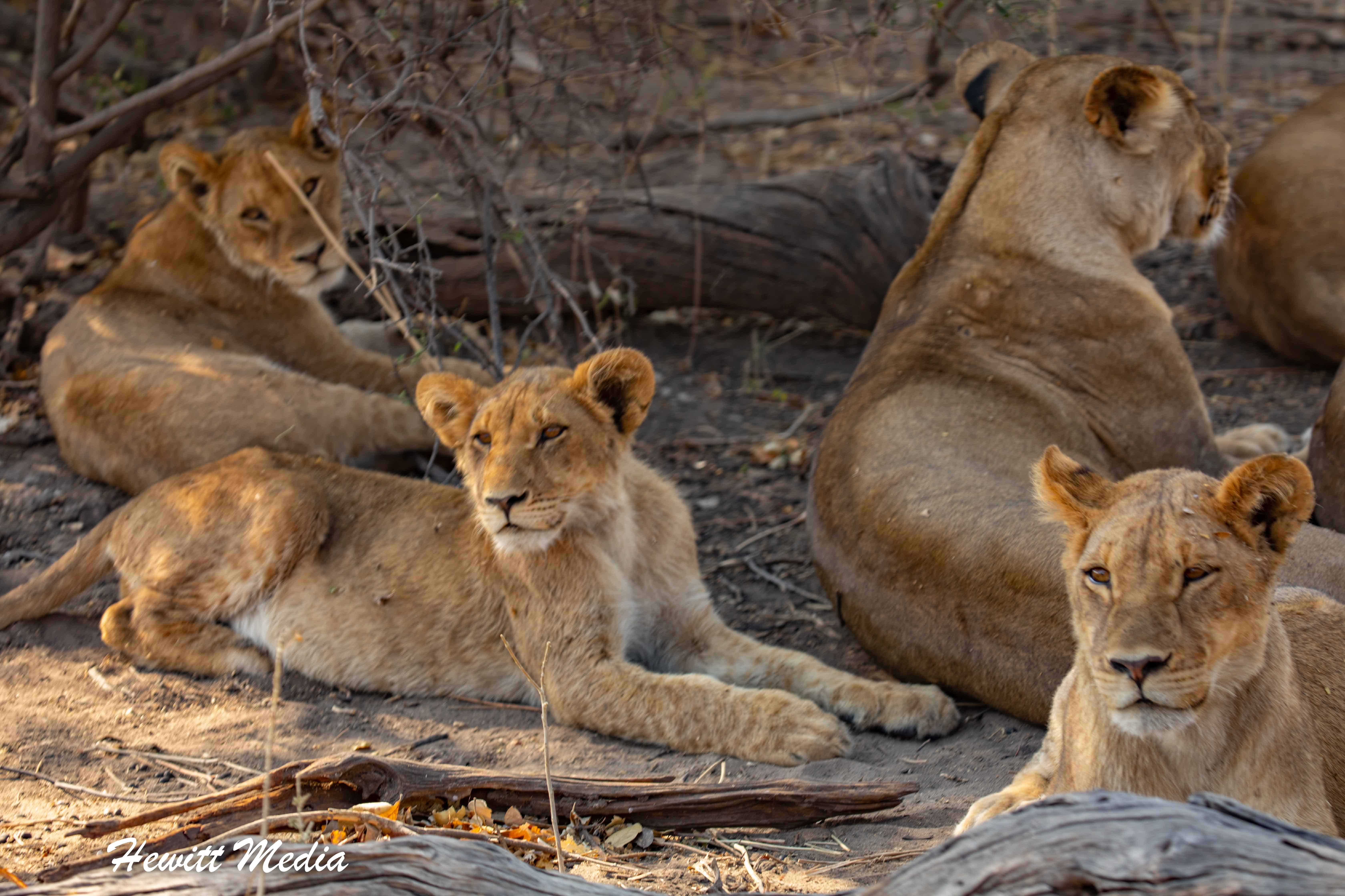 The Ultimate Chobe National Park Safari Guide