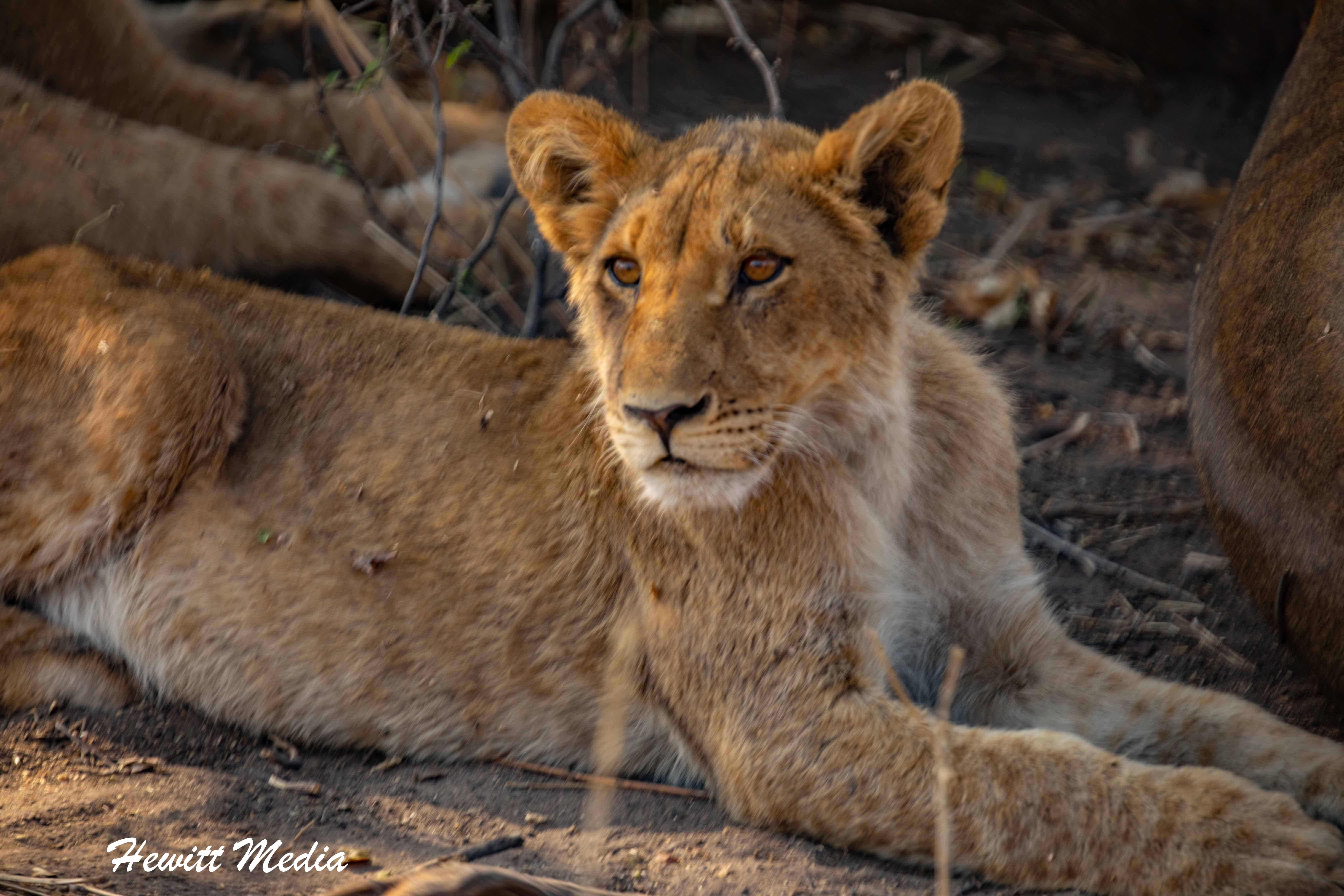 The Ultimate Chobe National Park Safari Guide