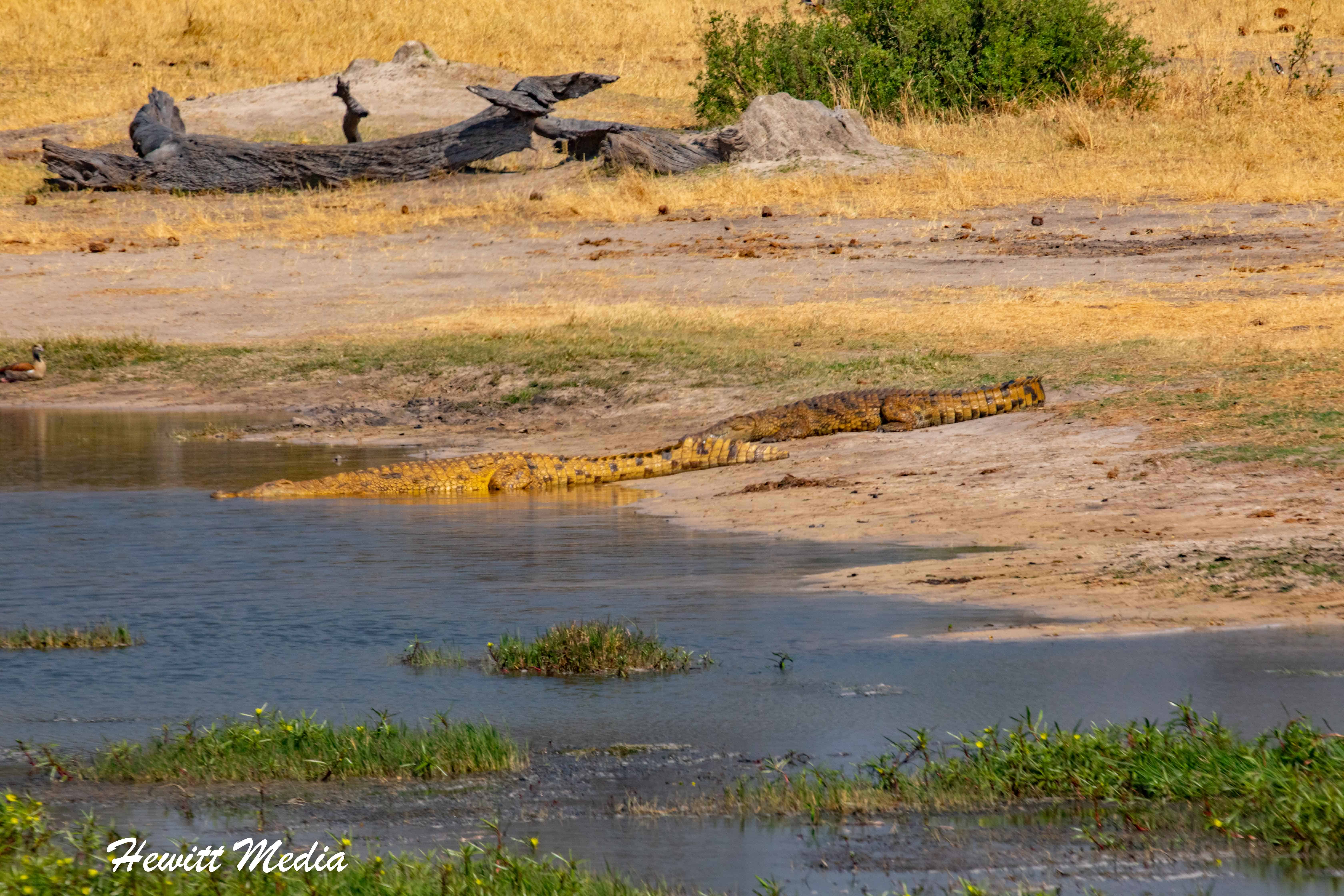 Hwange National Park Safari - A Definitive Guide
