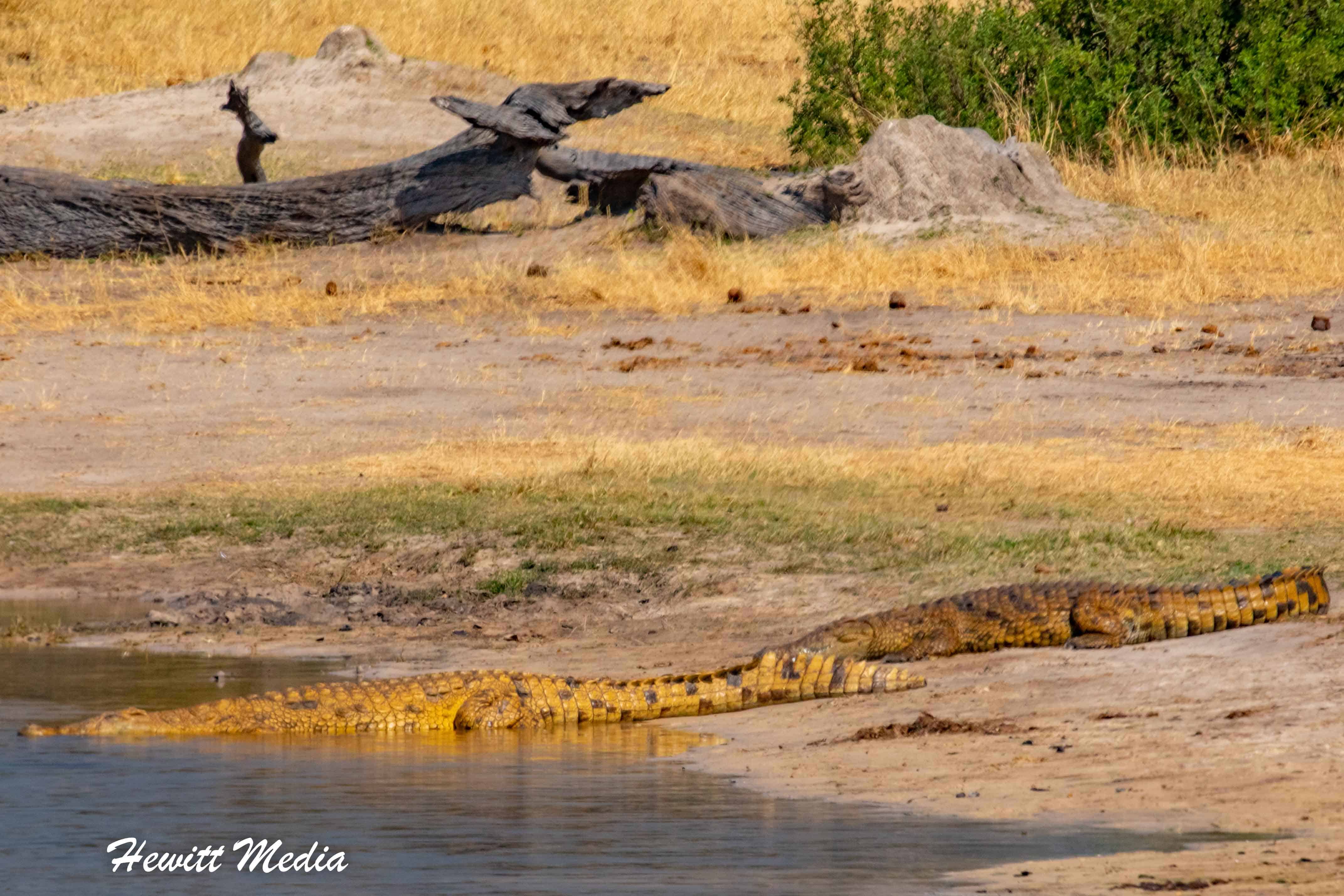 Hwange National Park Safari - A Definitive Guide