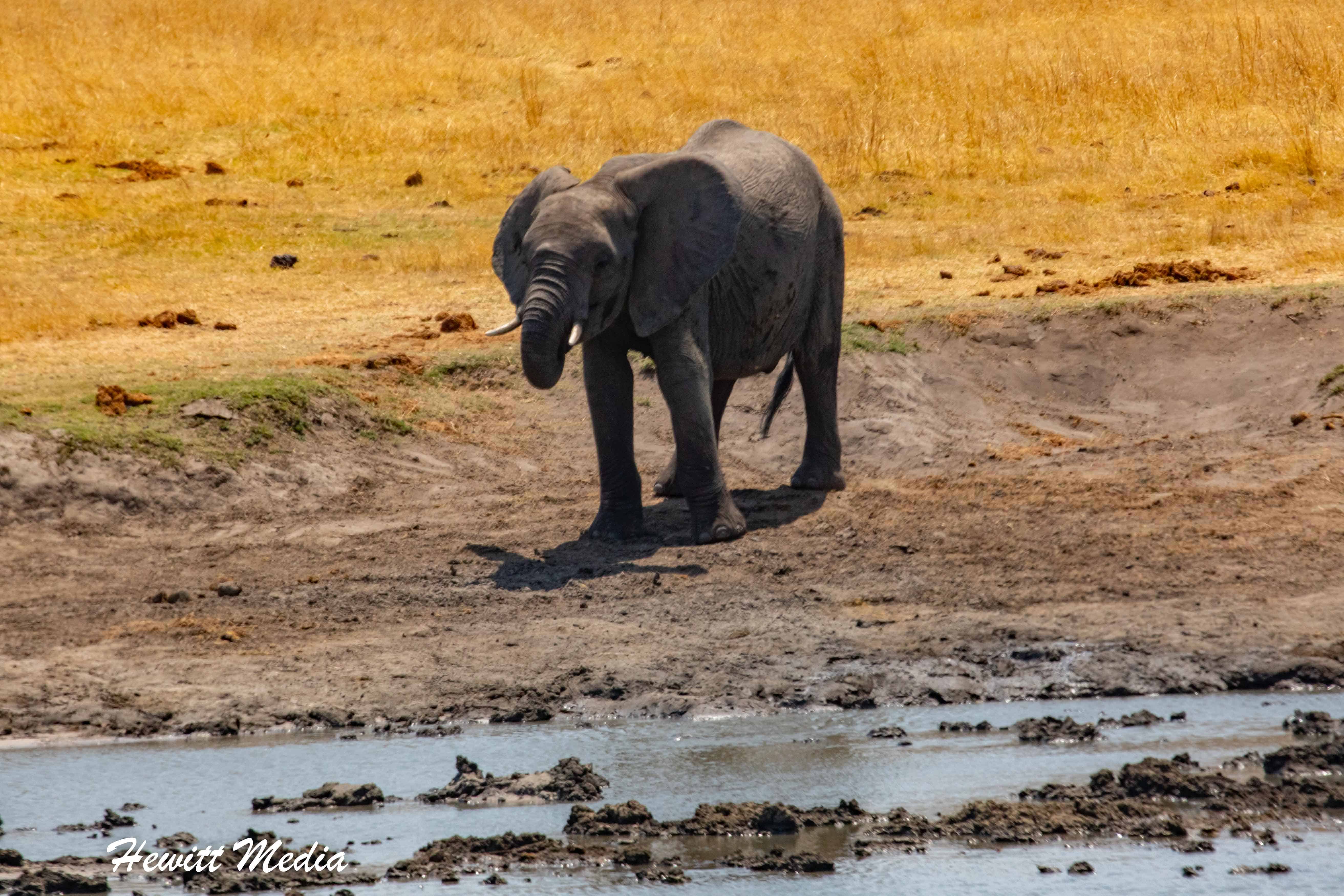 Hwange National Park Safari - A Definitive Guide