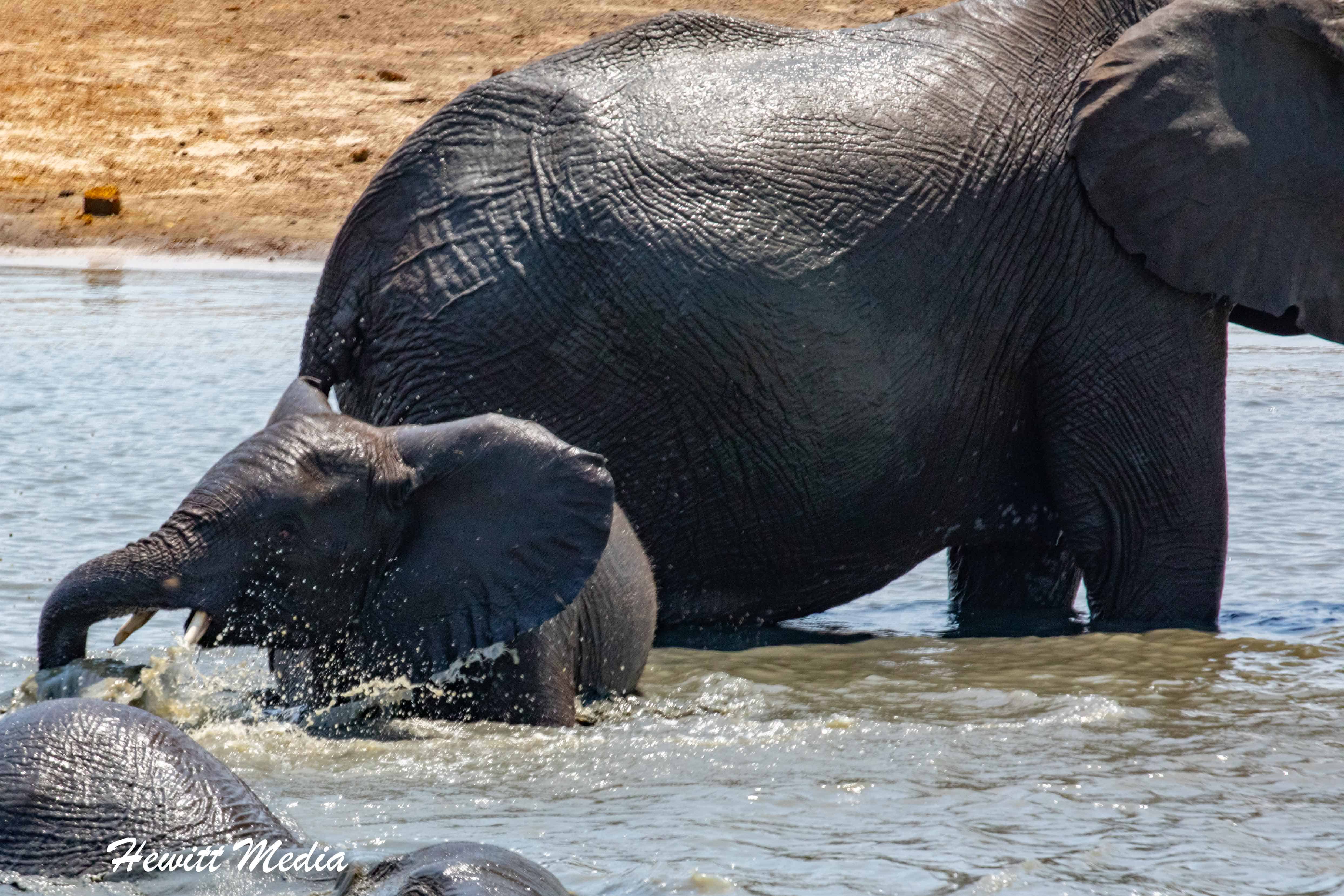 Hwange National Park Safari - A Definitive Guide