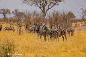 Hwange National Park Safari - A Definitive Guide