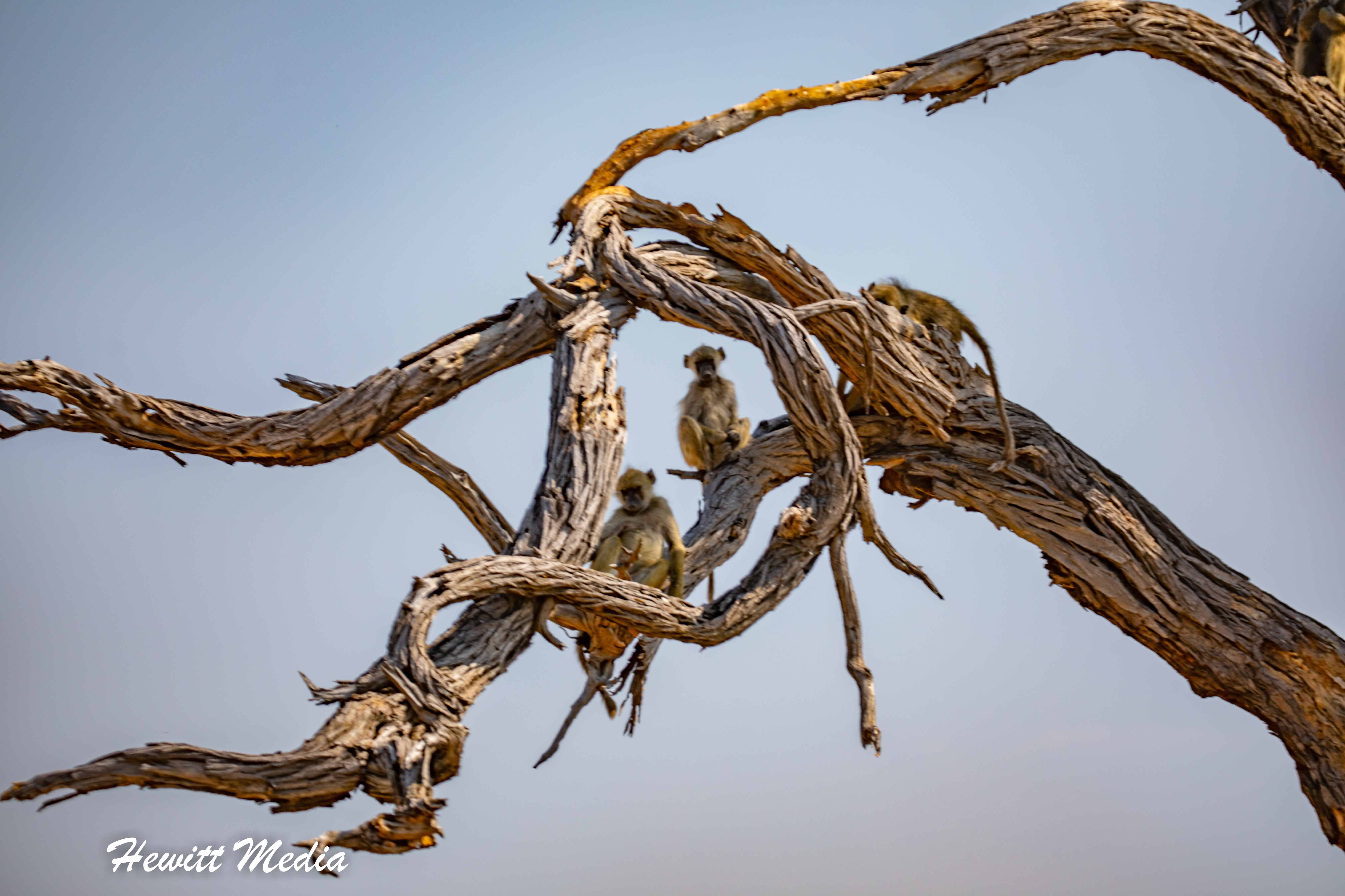 Hwange National Park Safari - A Definitive Guide