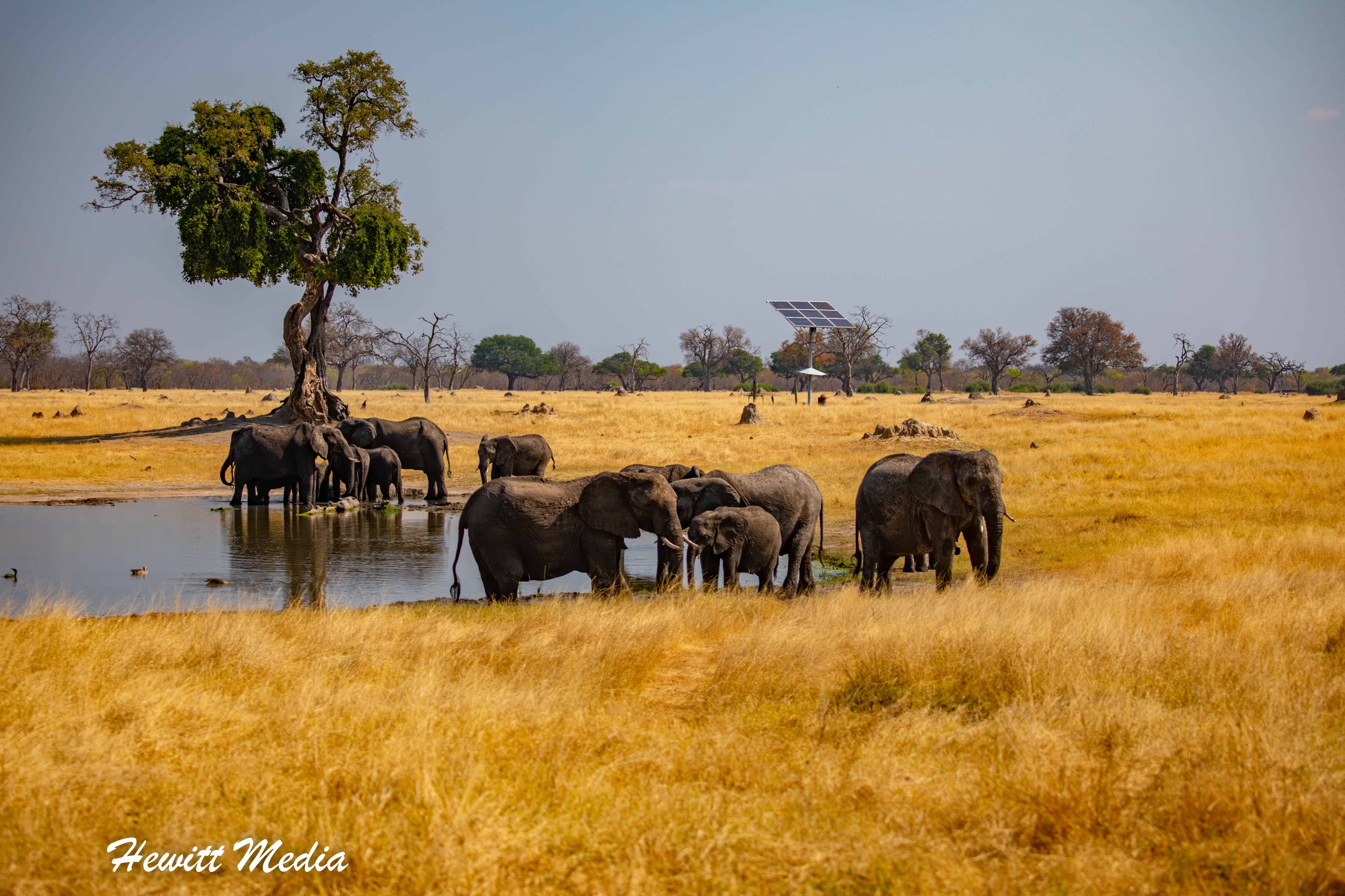 Hwange National Park Safari - A Definitive Guide