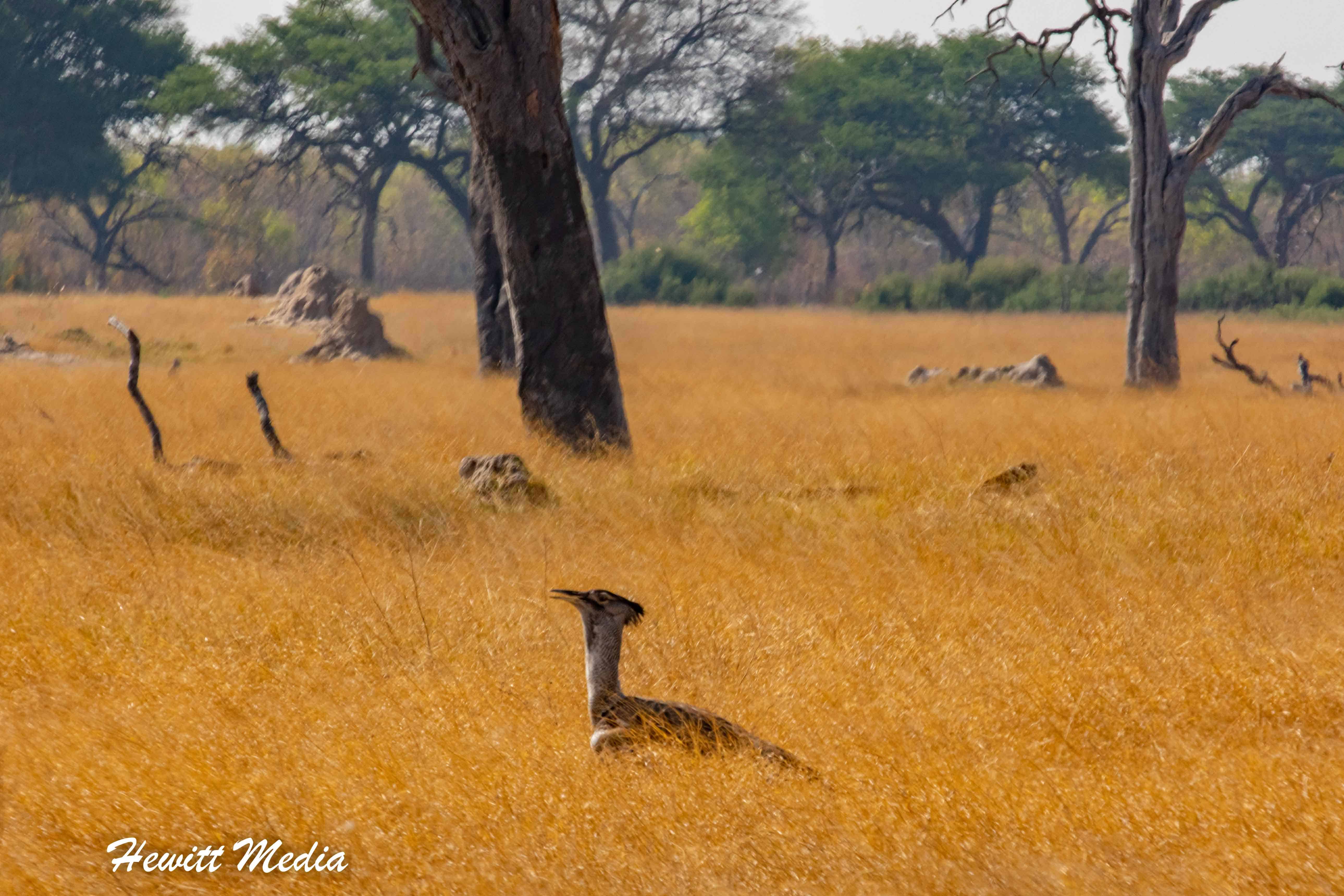 Hwange National Park Safari - A Definitive Guide