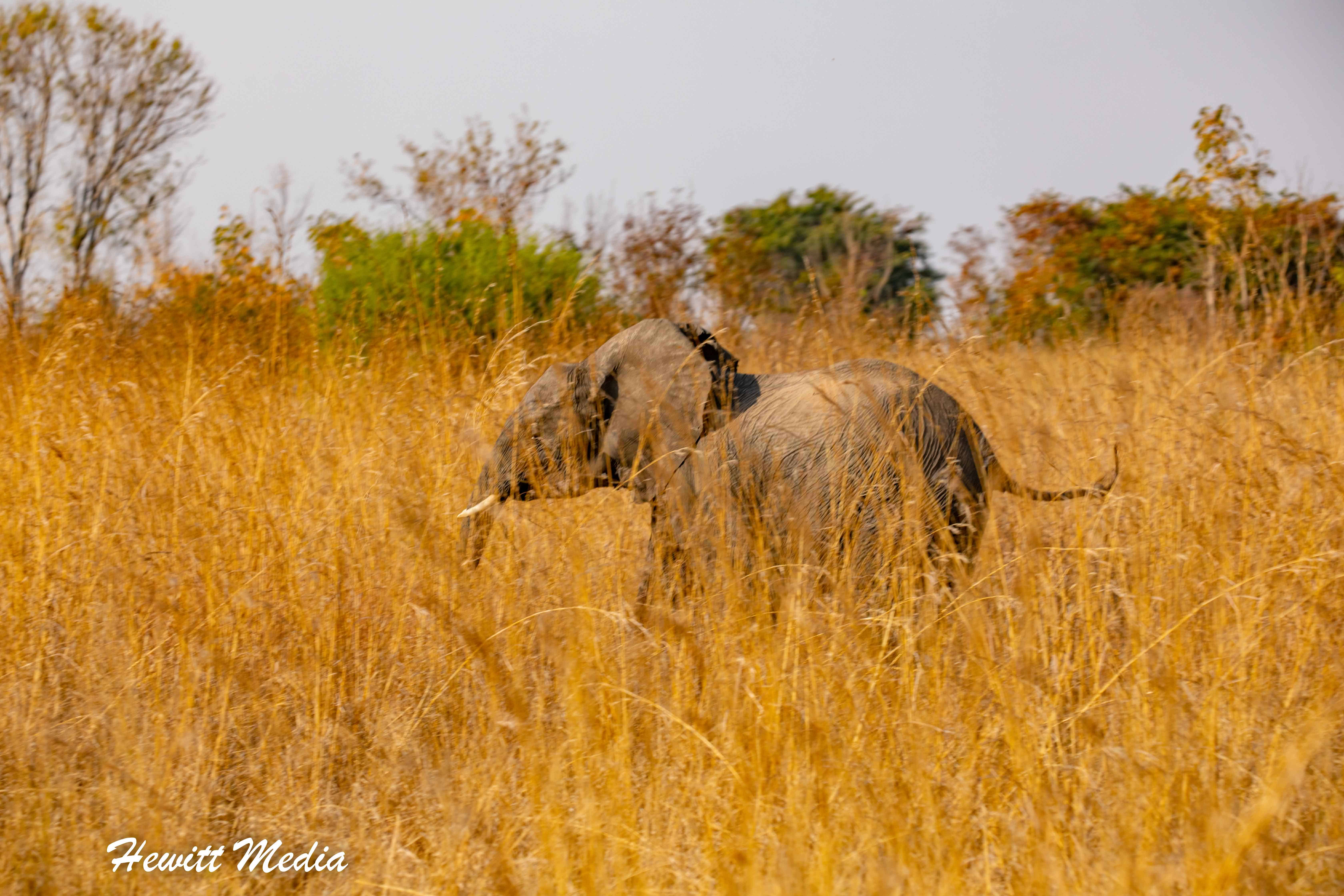 Hwange National Park Safari - A Definitive Guide