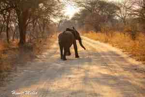 Hwange National Park Safari - A Definitive Guide