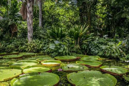 Experience the Brazilian Amazon: A Manaus, Brazil Guide