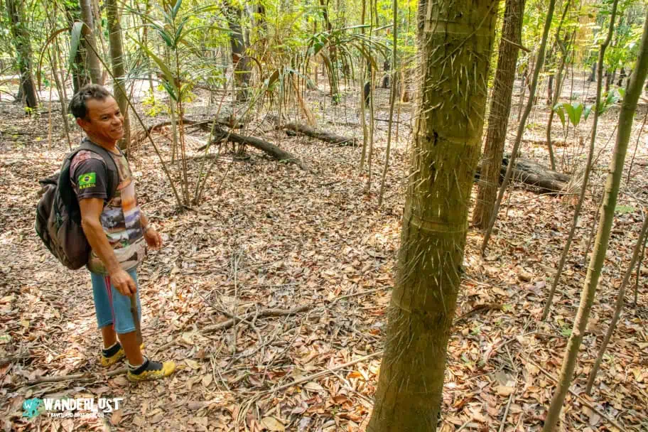 Experience the Brazilian Amazon: A Manaus, Brazil Guide