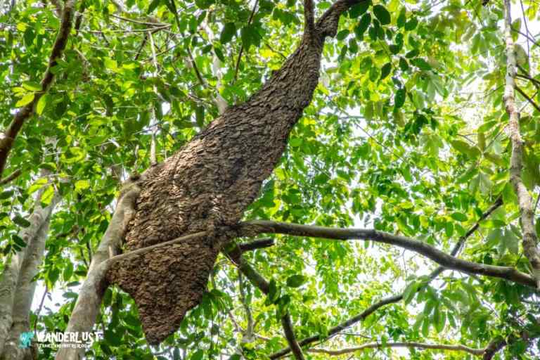 Experience the Brazilian Amazon: A Manaus, Brazil Guide